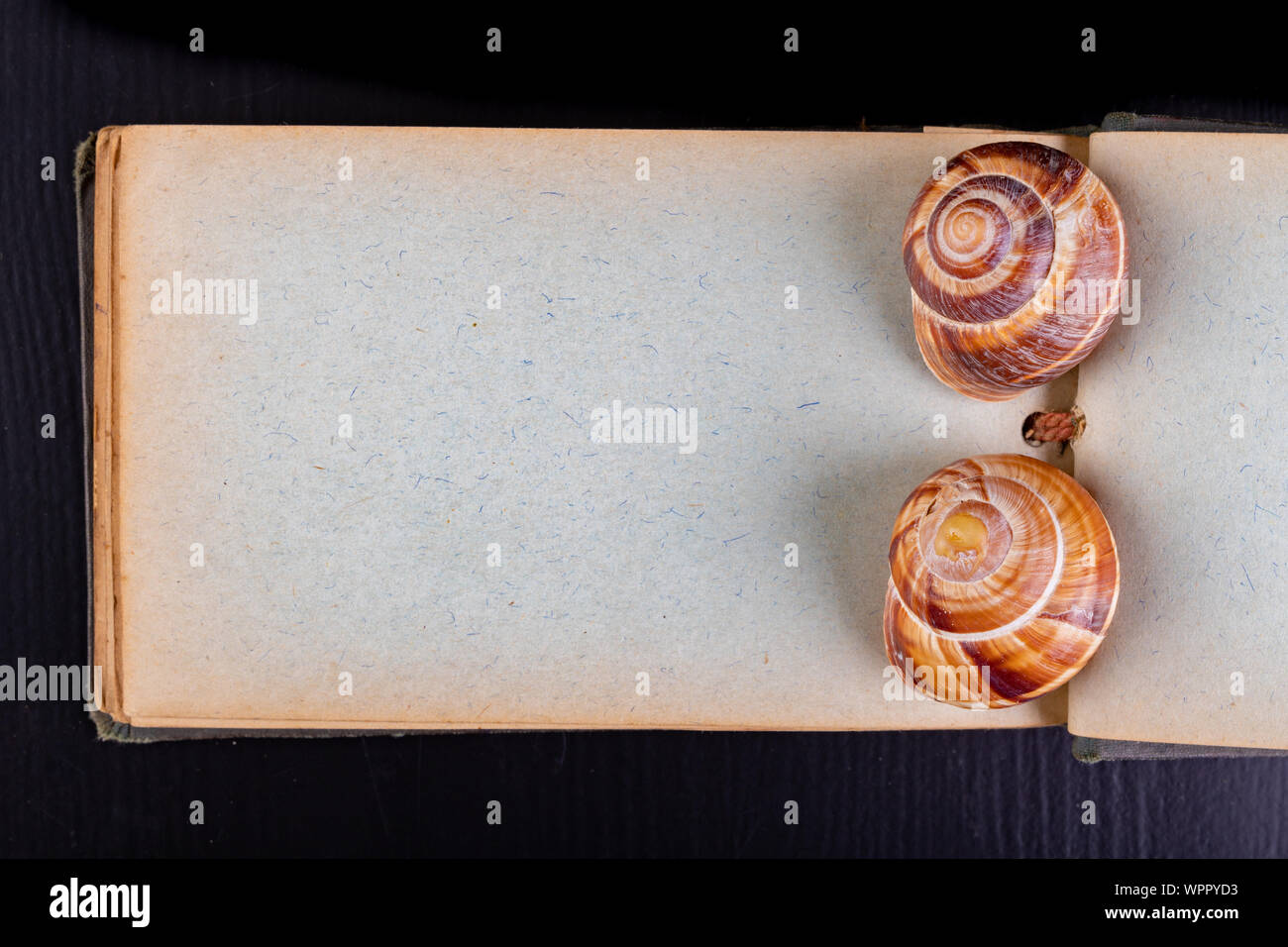 Empty snail shells on a blank diary book page. Shells of mollusks on an ...