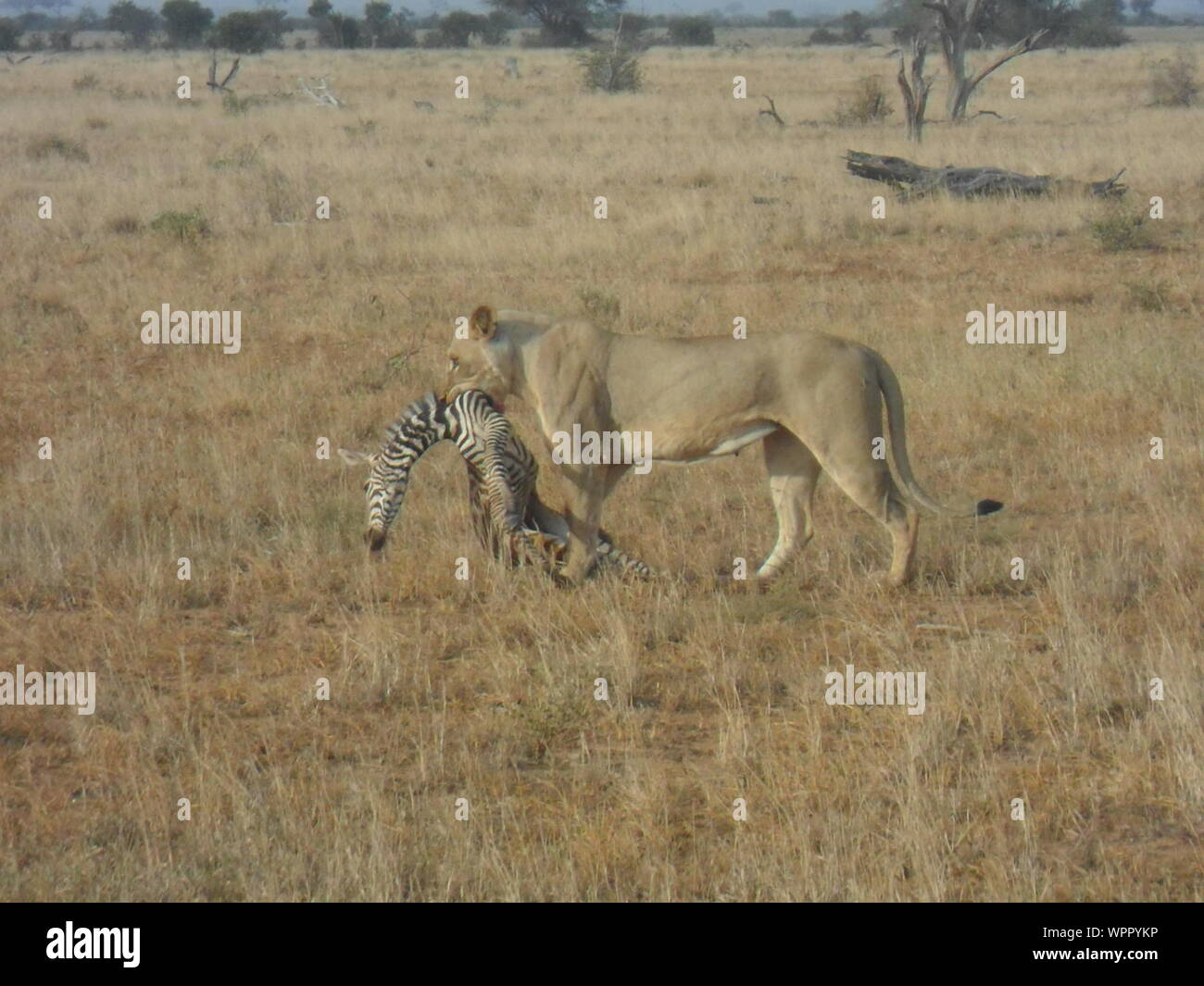 Lion Hunting Zebra High Resolution Stock Photography and Images - Alamy