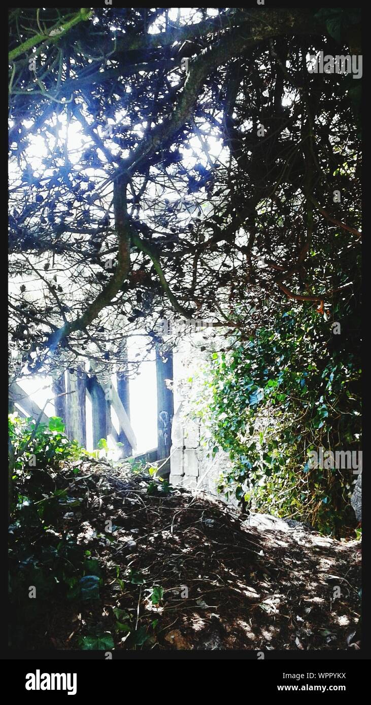 Backlit tree hi-res stock photography and images - Alamy