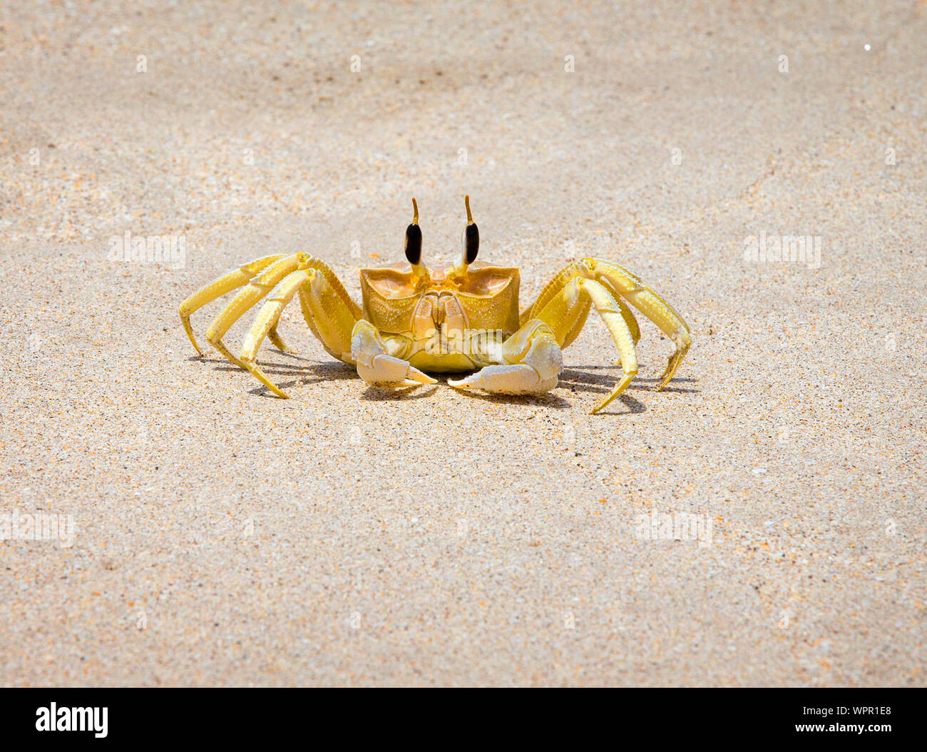 Golden crab hi-res stock photography and images - Alamy