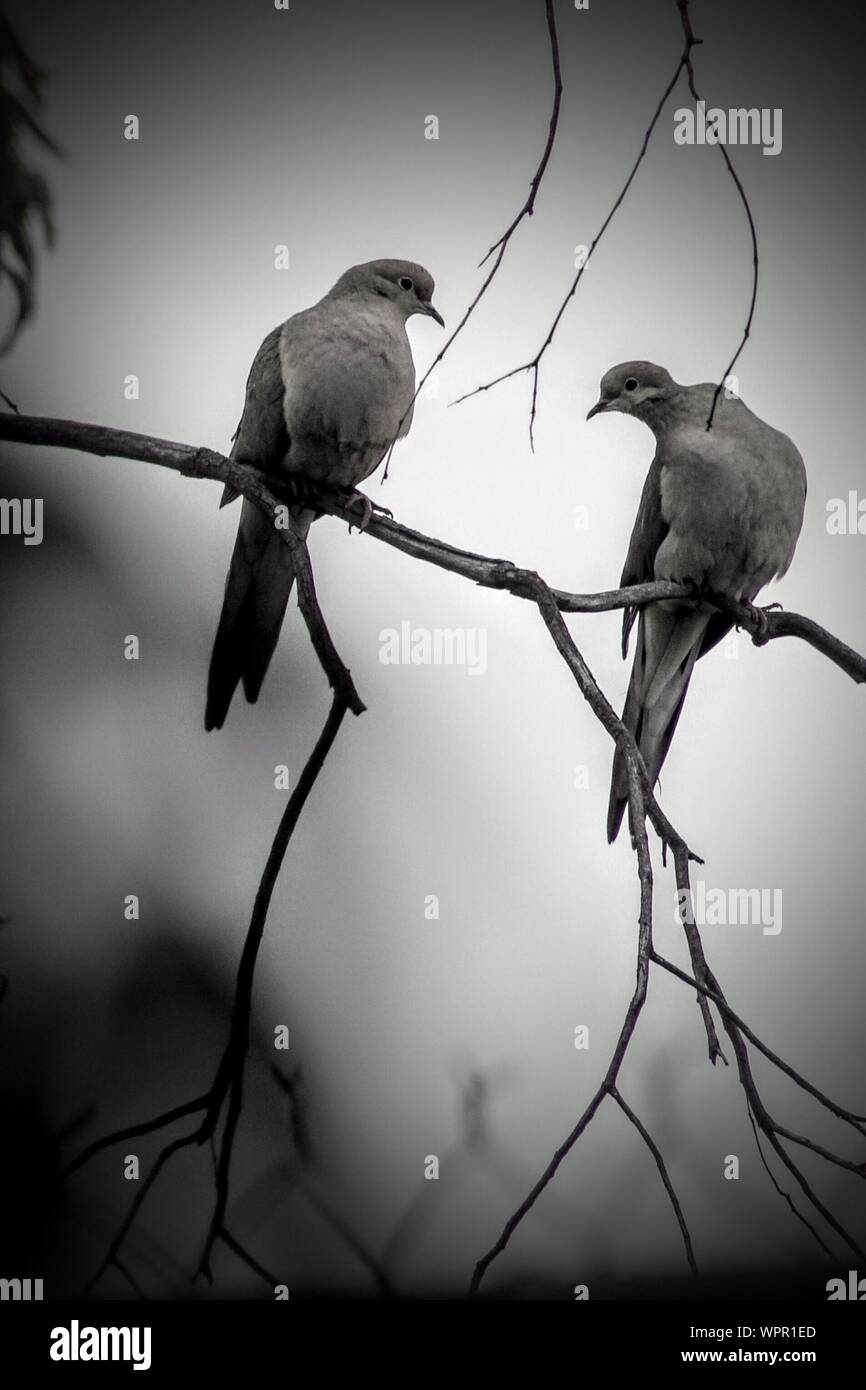 Doves on the branch hi-res stock photography and images - Alamy