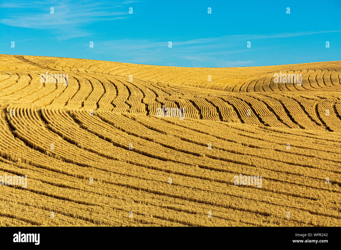 Golden wheat field after harvest hi-res stock photography and images ...