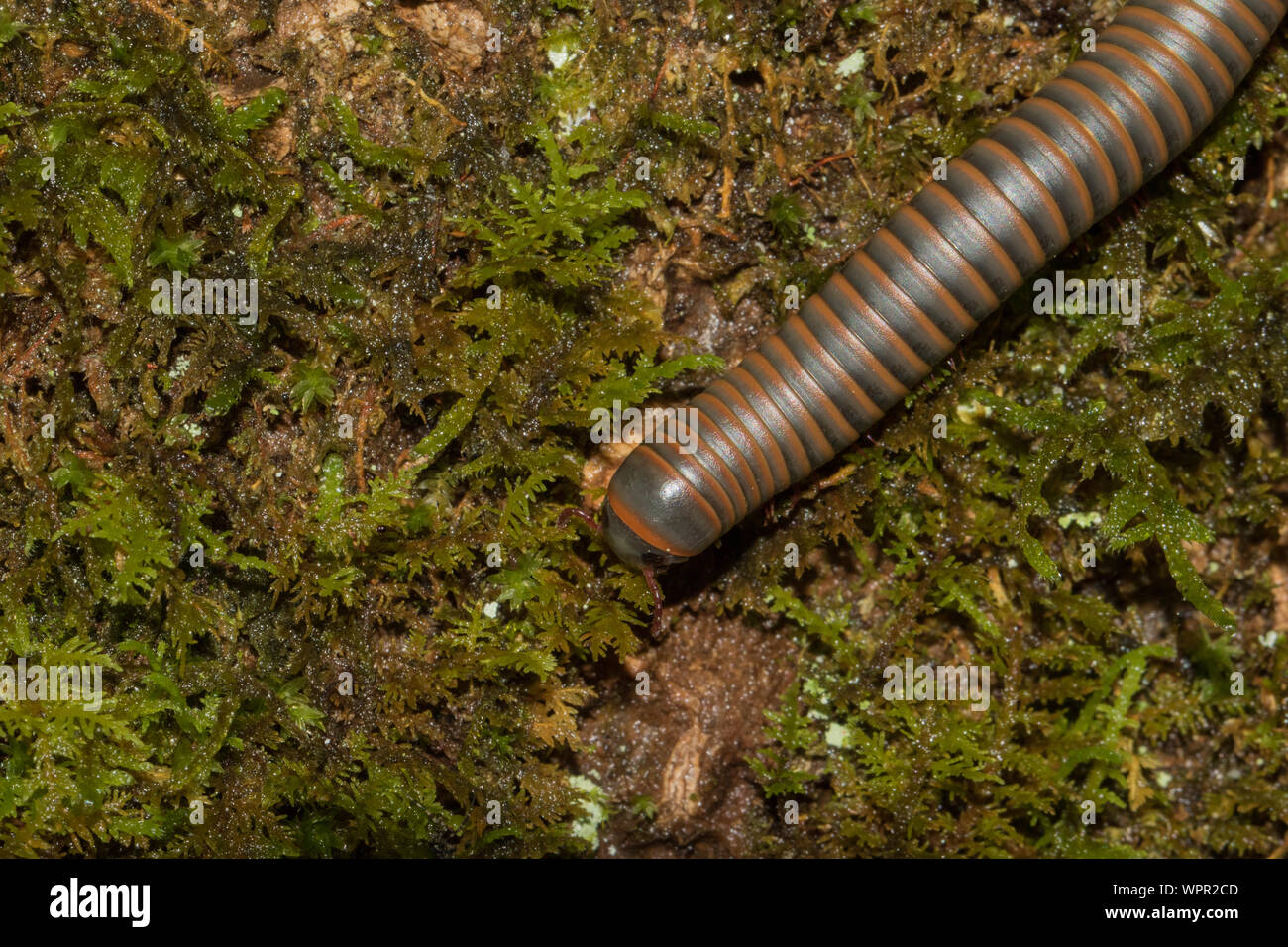 Close-up of American giant millipede, Narceus americanus, on wet moss ...