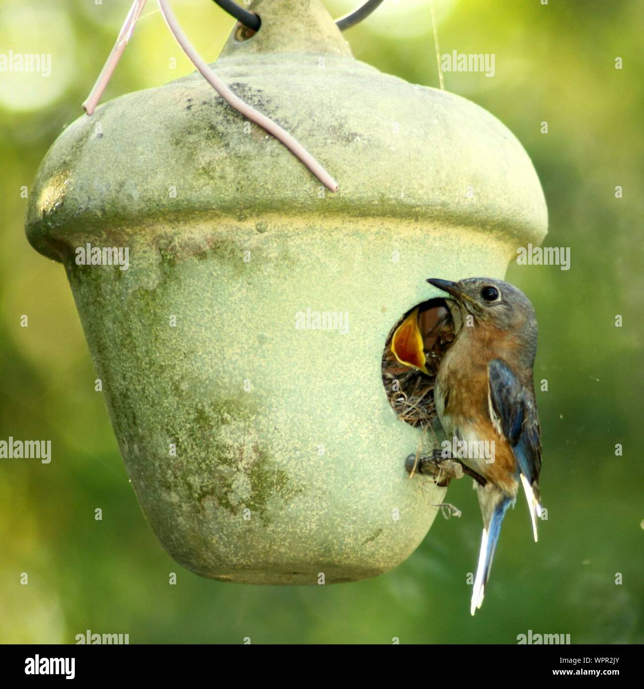 Hanging nest hi-res stock photography and images - Alamy