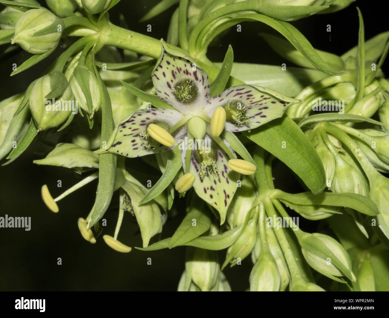 Columbo hi-res stock photography and images - Alamy