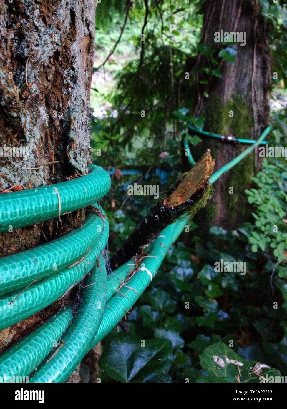 Foreground two trees hi-res stock photography and images - Alamy