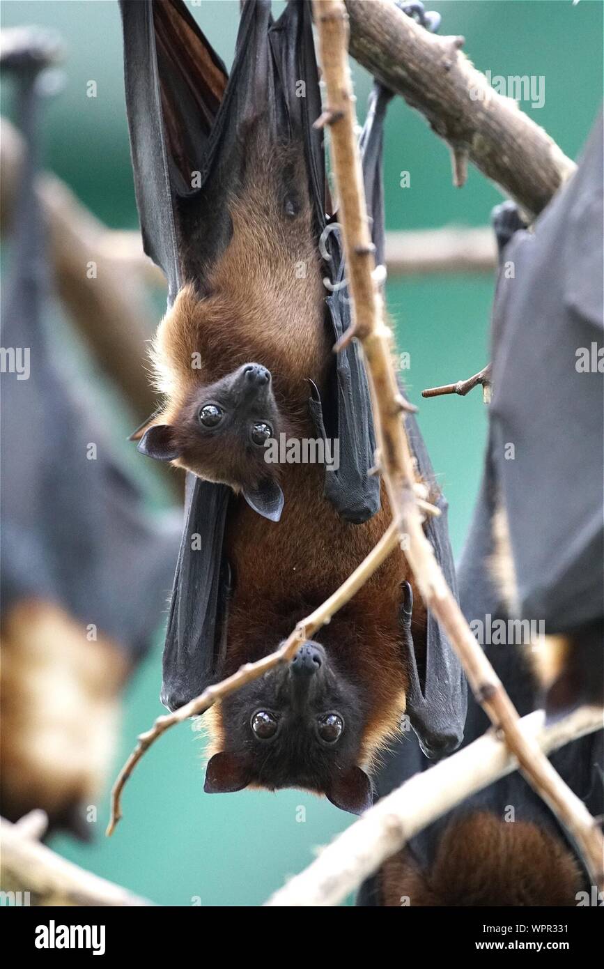 Flying foxes in tree hi-res stock photography and images - Alamy