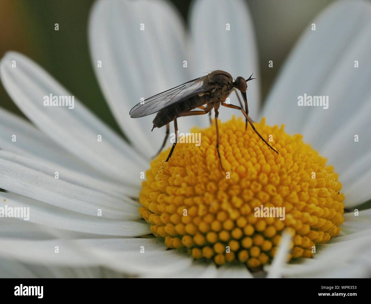 Daisy flower beetle hi-res stock photography and images - Alamy
