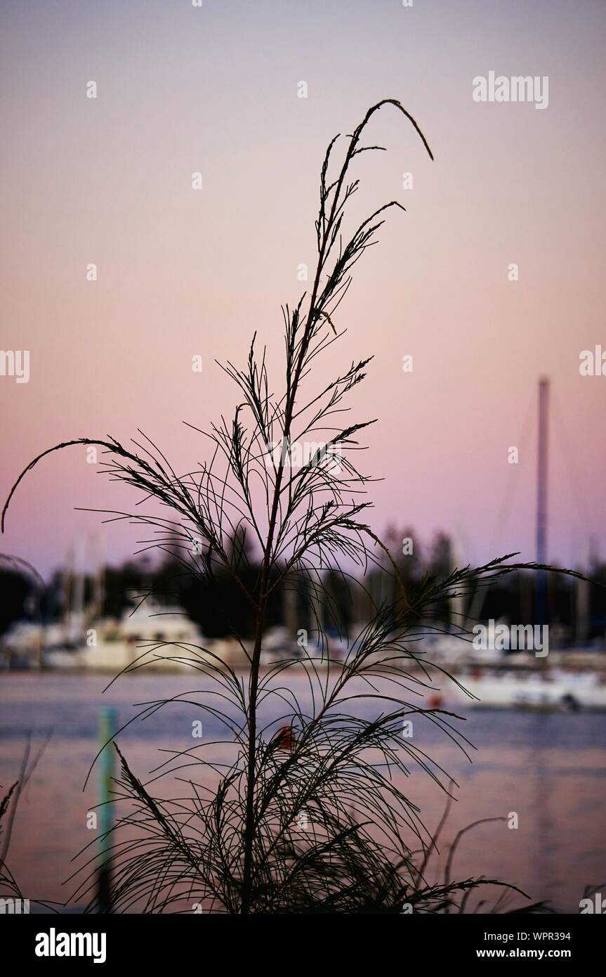 Moody grass hi-res stock photography and images - Alamy