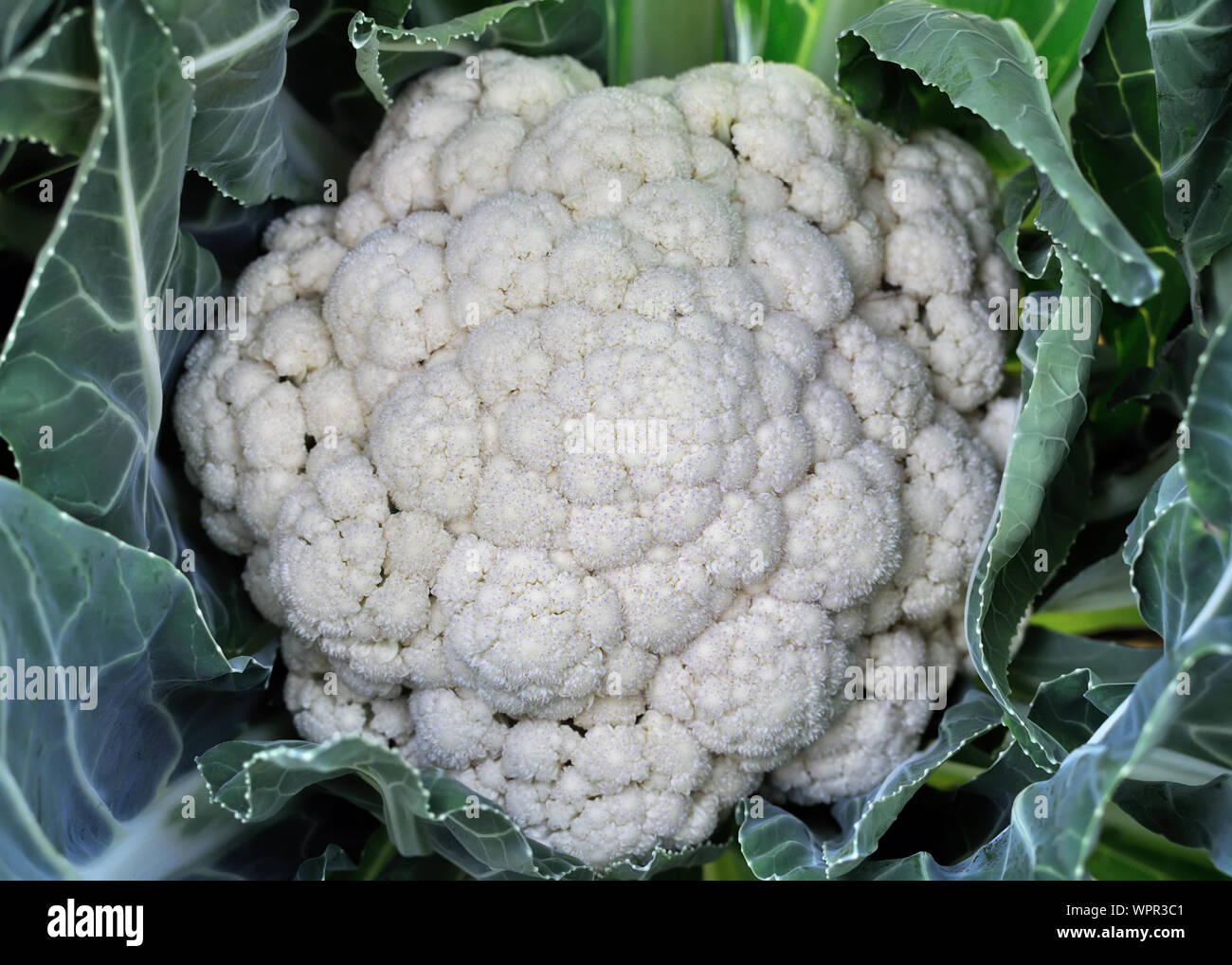 close-up of ripe cauliflower in the vegetable garden,view from above ...