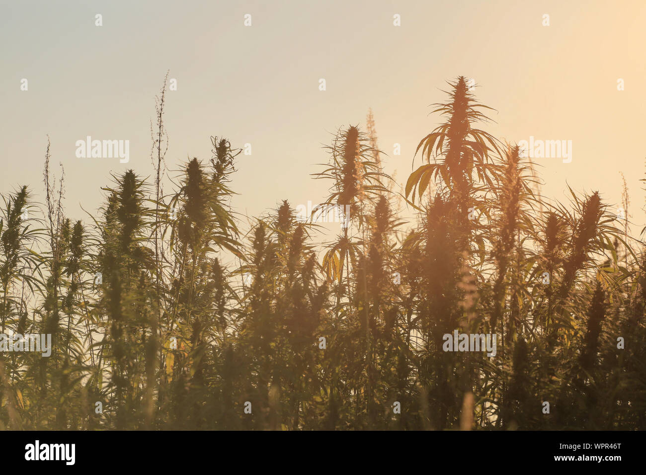 Fresh agricultural hemp grows in the summer countryside farm field ...