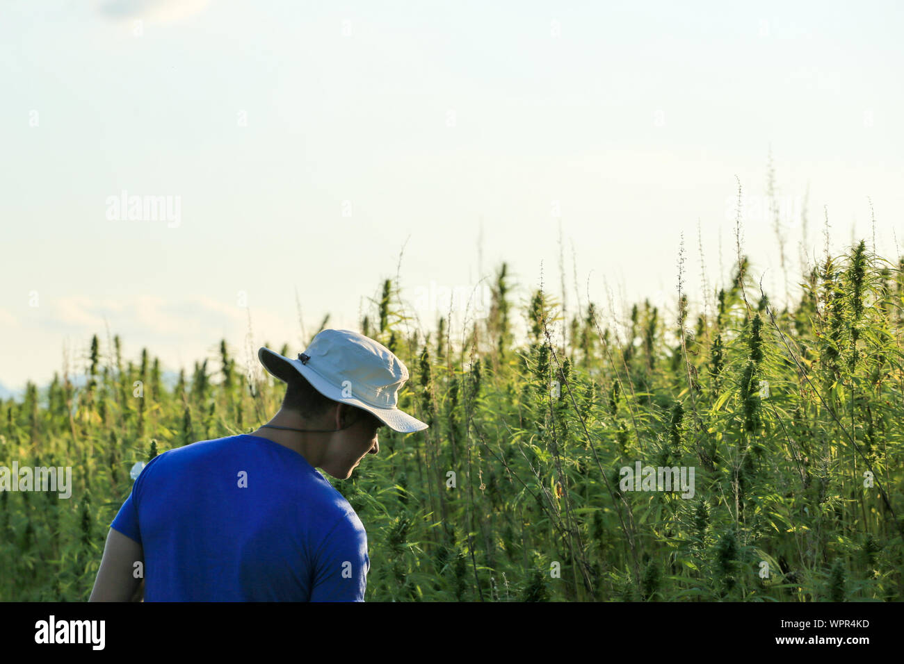 Young innovative farmer growing and checking fresh agricultural hemp in ...