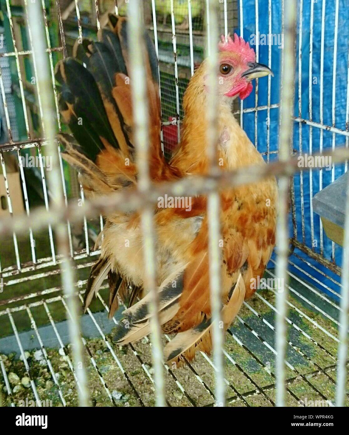 Hen cage hi-res stock photography and images - Alamy