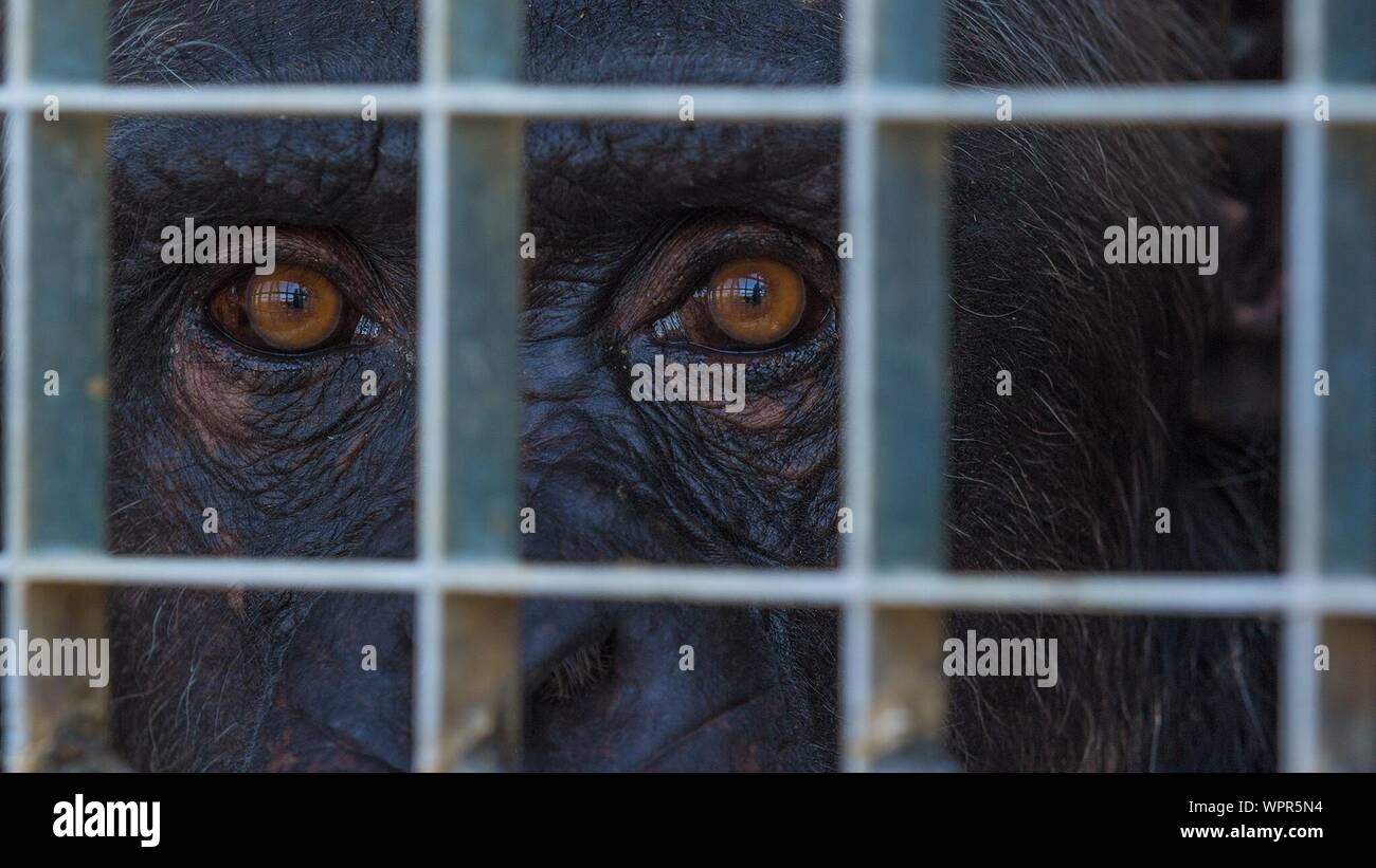 Chimpanzee cage hi-res stock photography and images - Alamy