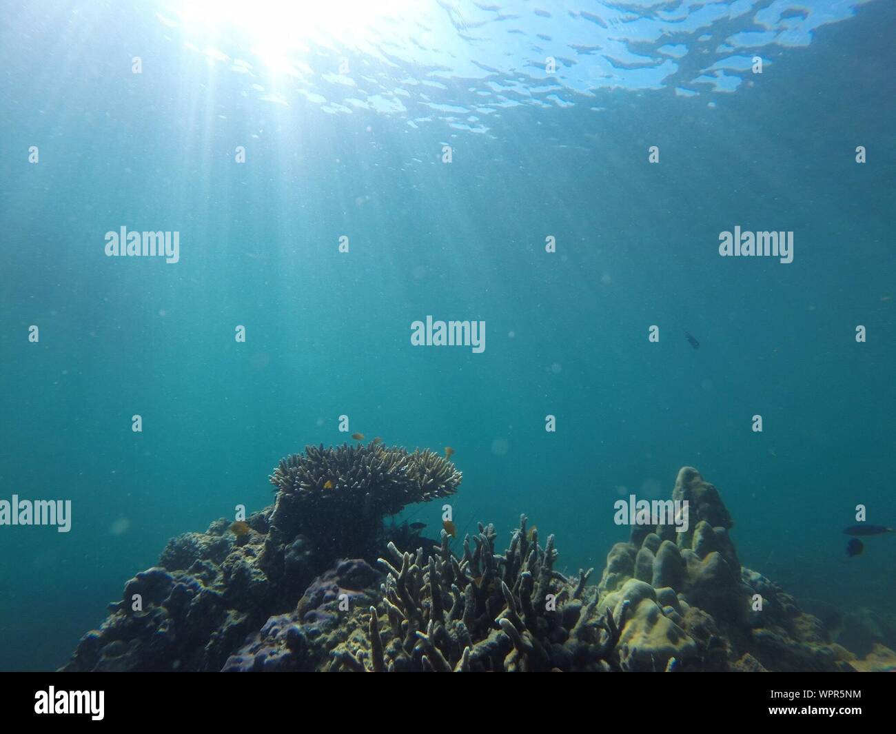 Deep ocean floor hi-res stock photography and images - Alamy