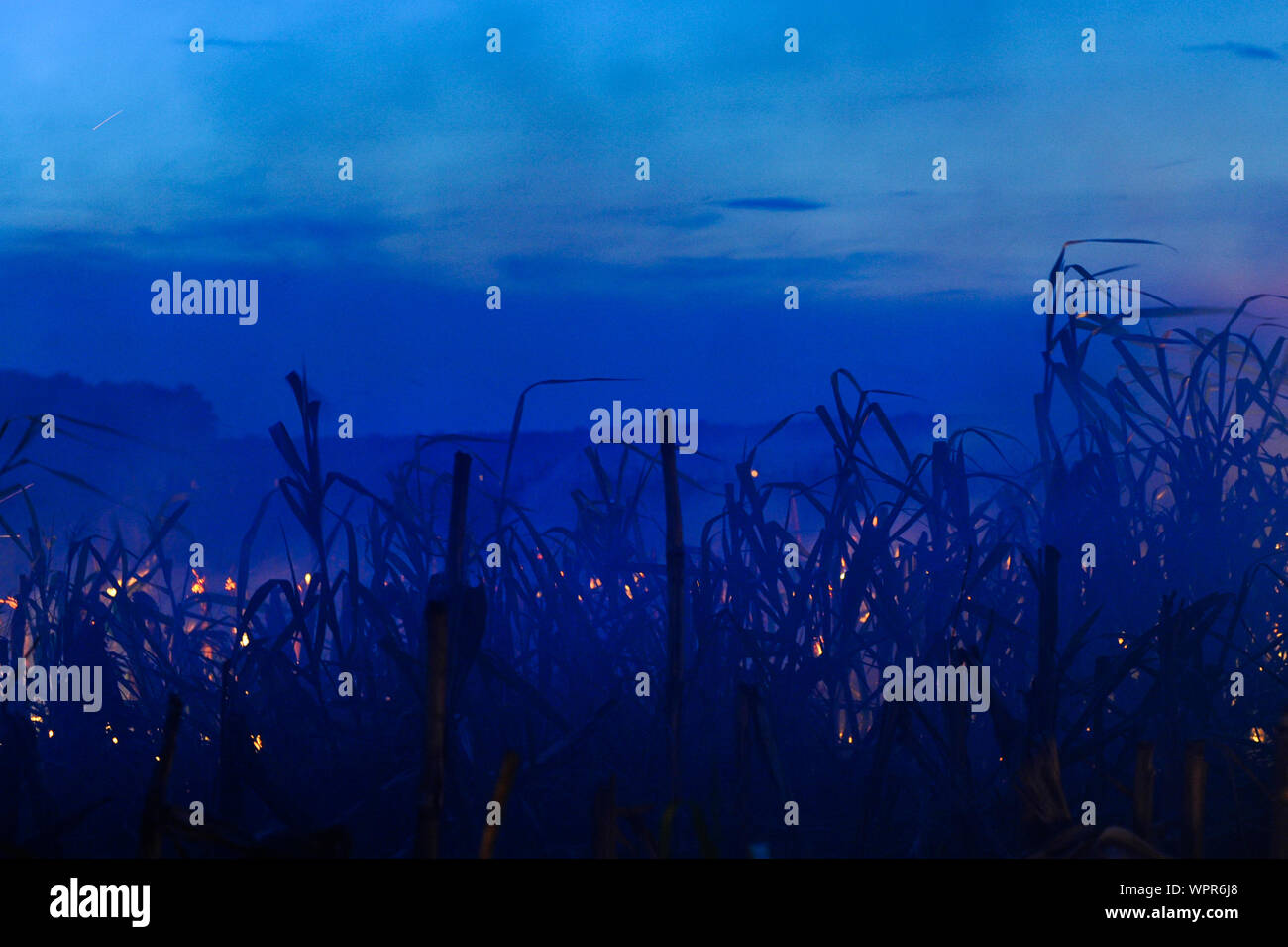 Burning cane hi-res stock photography and images - Alamy