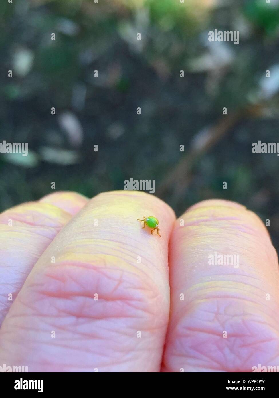 Hand bug hi-res stock photography and images - Alamy