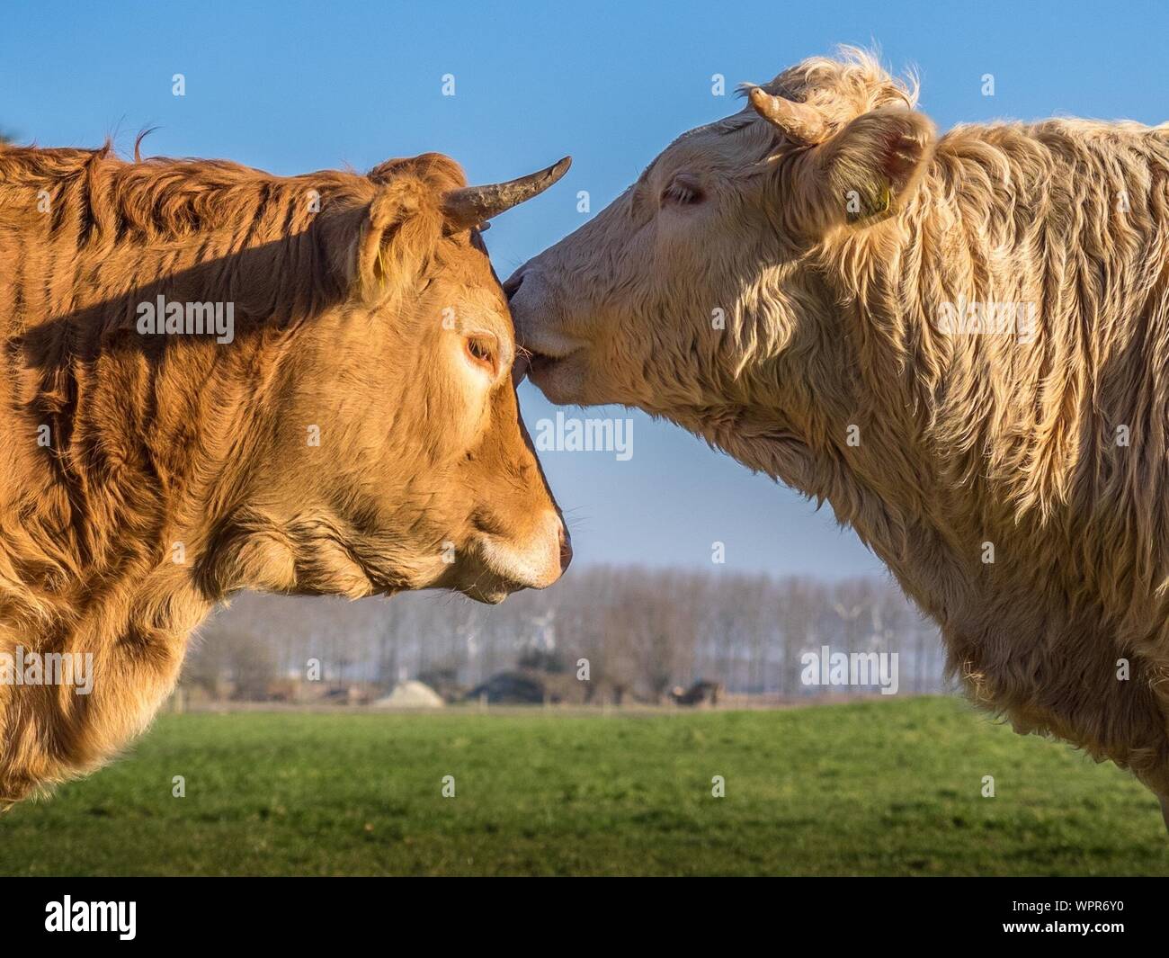 Behavior landscape hi-res stock photography and images - Alamy