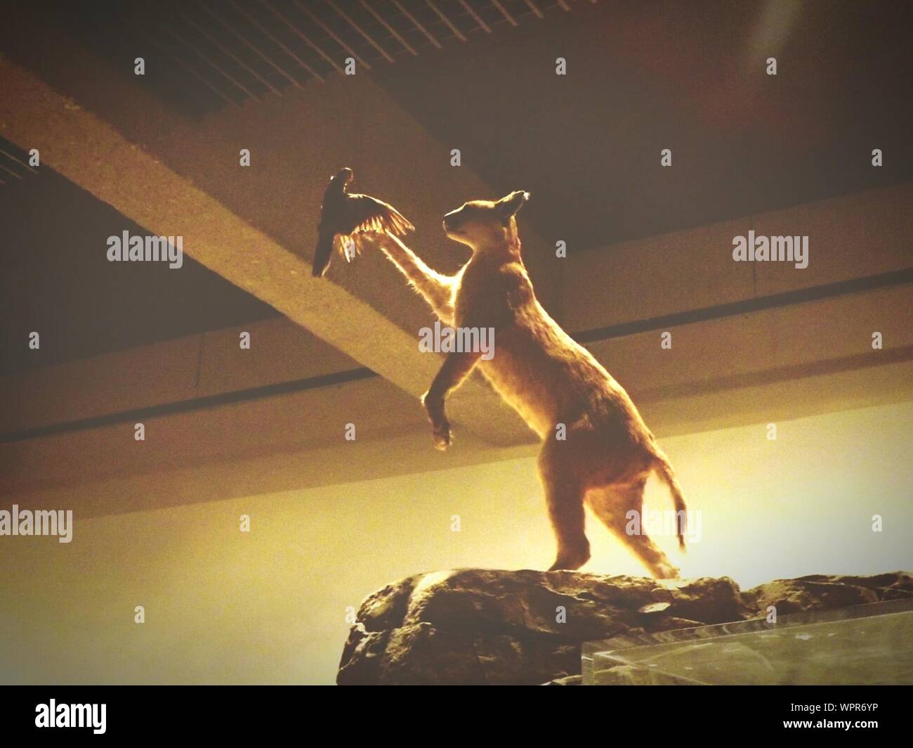 Bird dog hi-res stock photography and images - Alamy