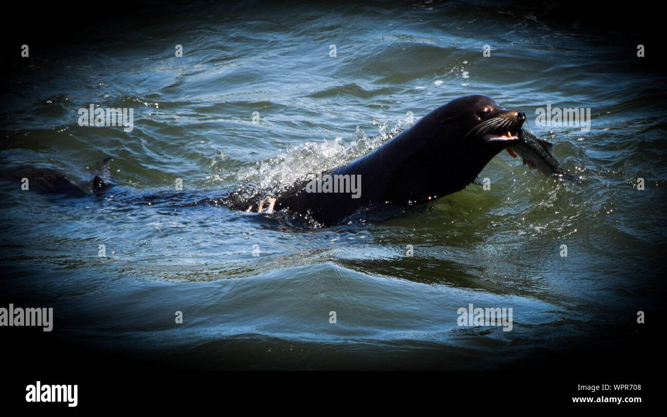 Catching fish in river hi-res stock photography and images - Alamy