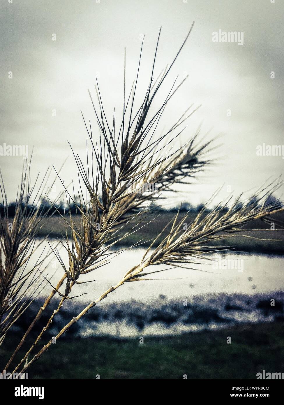 Reed in pond hi-res stock photography and images - Alamy
