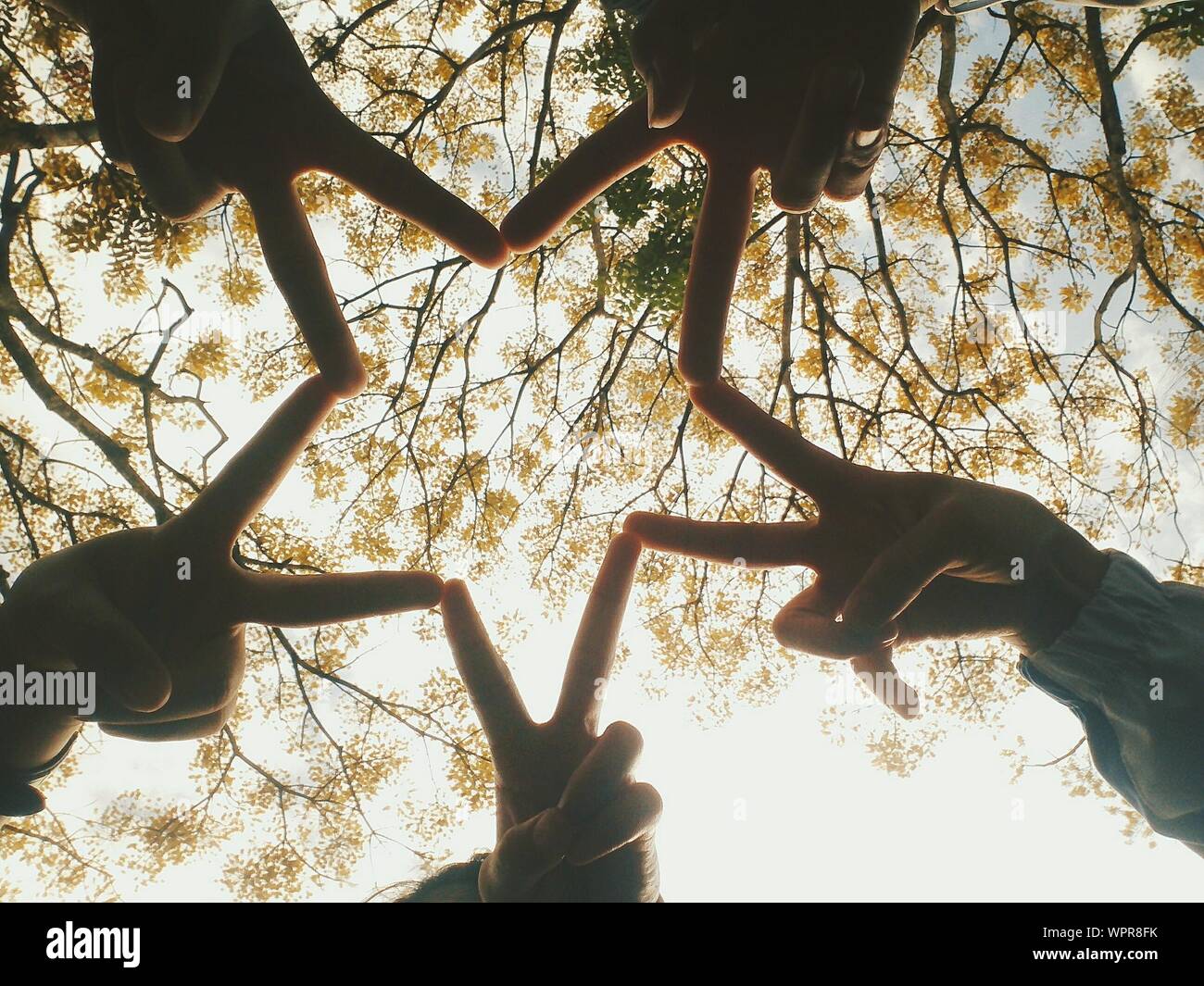 The shape of trees hi-res stock photography and images - Alamy