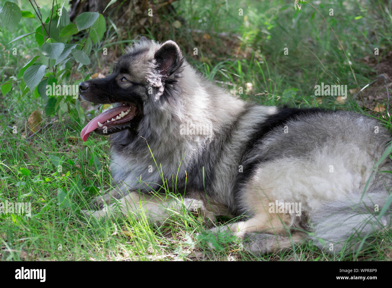 Deutscher wolfspitz is lying on a green meadow. Keeshond or german ...