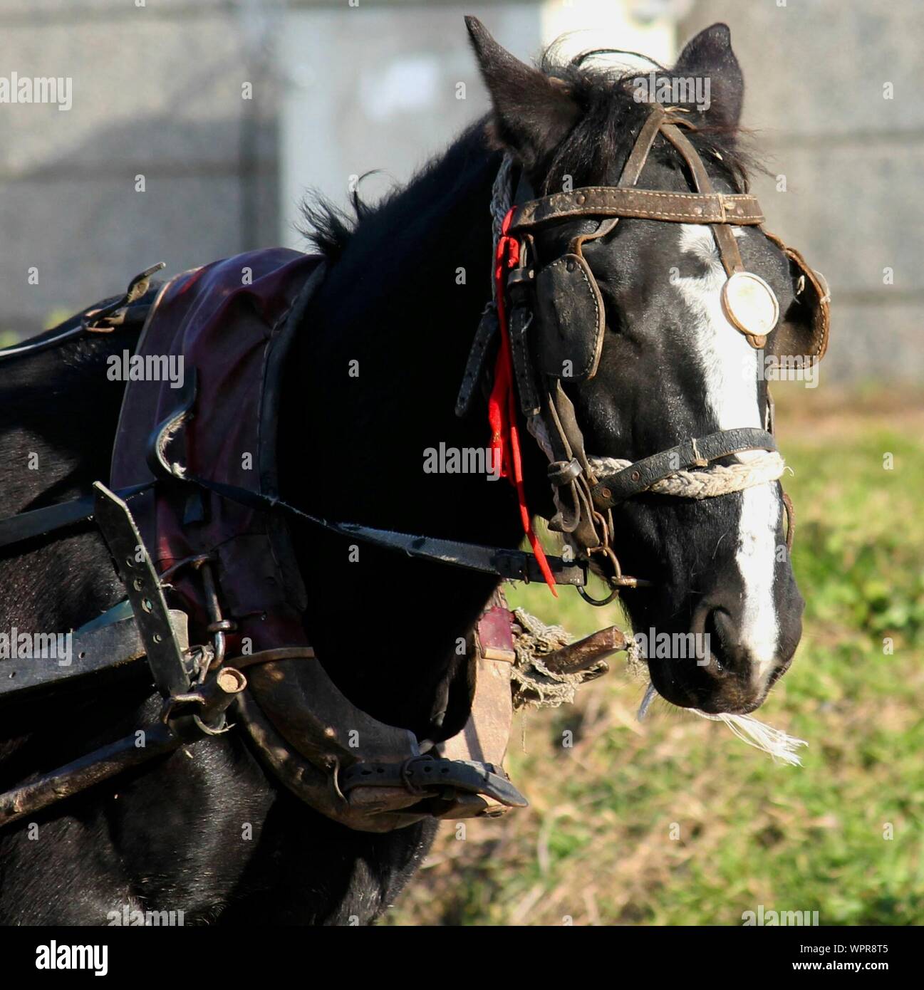 Working horse hi-res stock photography and images - Alamy