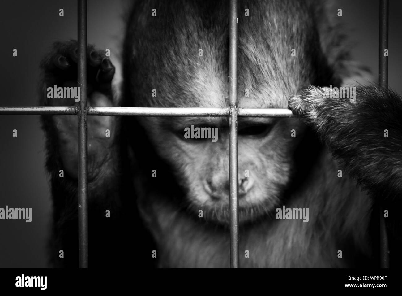 Monkey trapped in cage Black and White Stock Photos & Images - Alamy