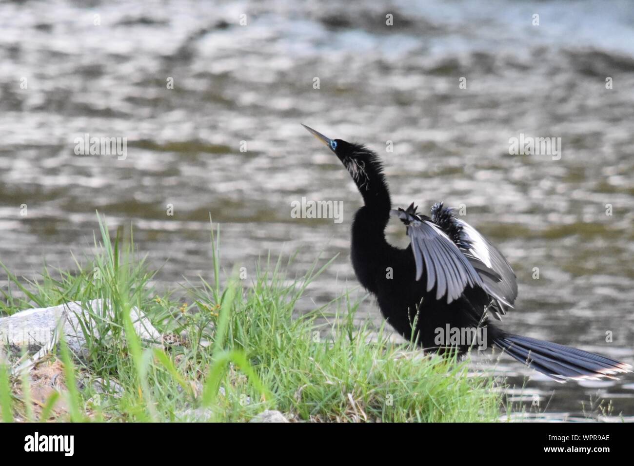 Flapping High Resolution Stock Photography and Images - Alamy