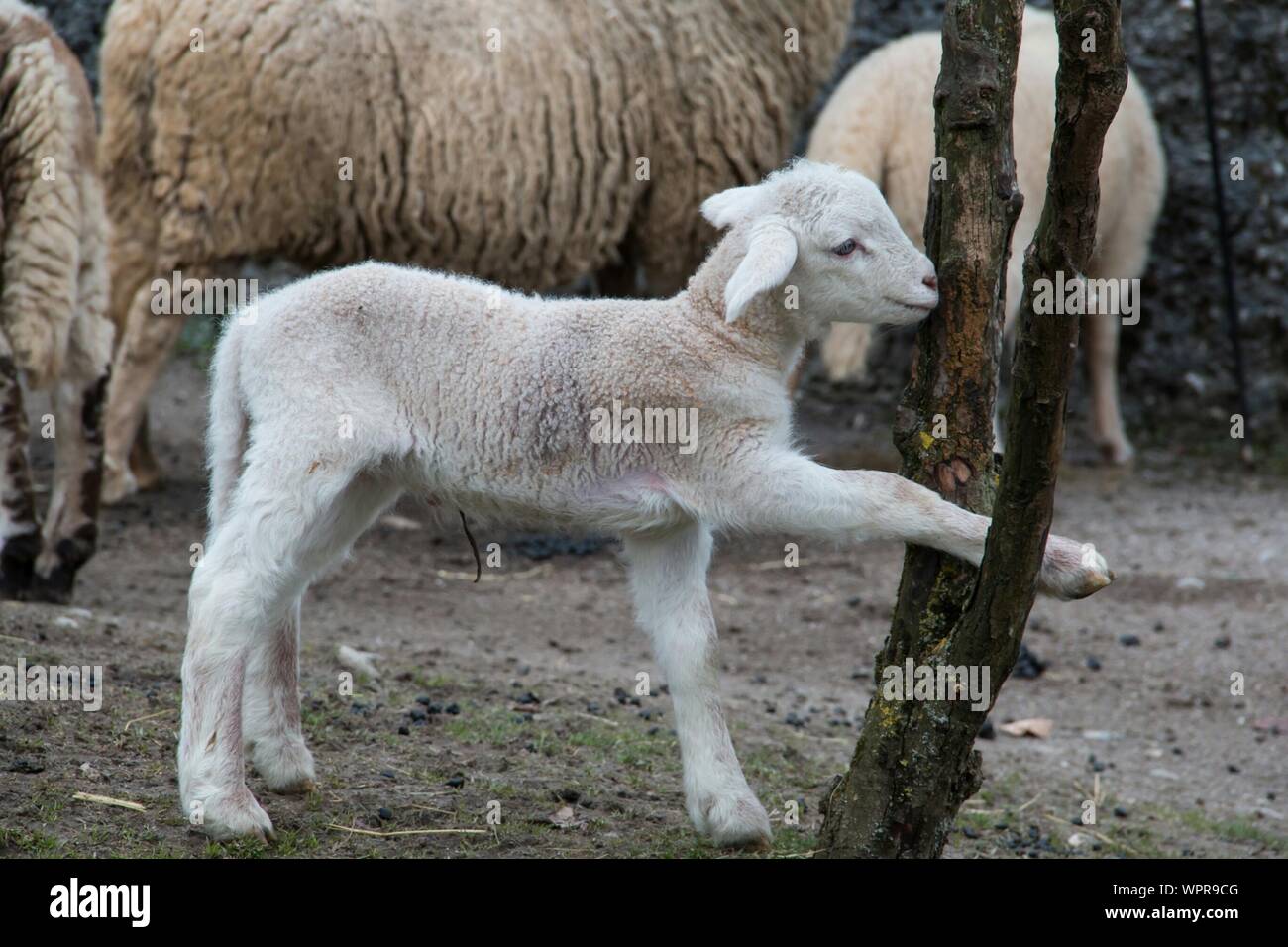 Lamb and tree hi-res stock photography and images - Alamy