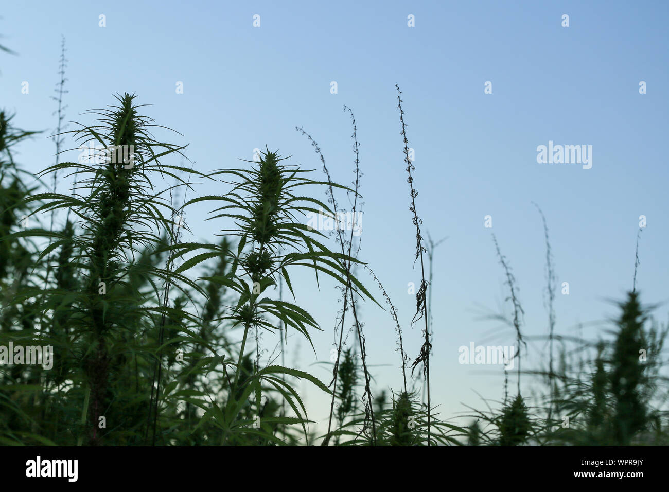 Cannabis weed plantation medical marijuana hi-res stock photography and ...