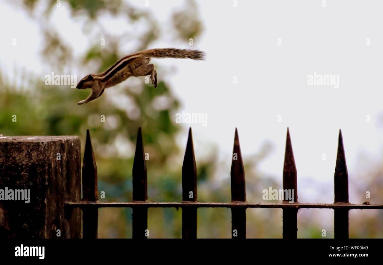 One squirrel squirrel jumping hi-res stock photography and images - Alamy