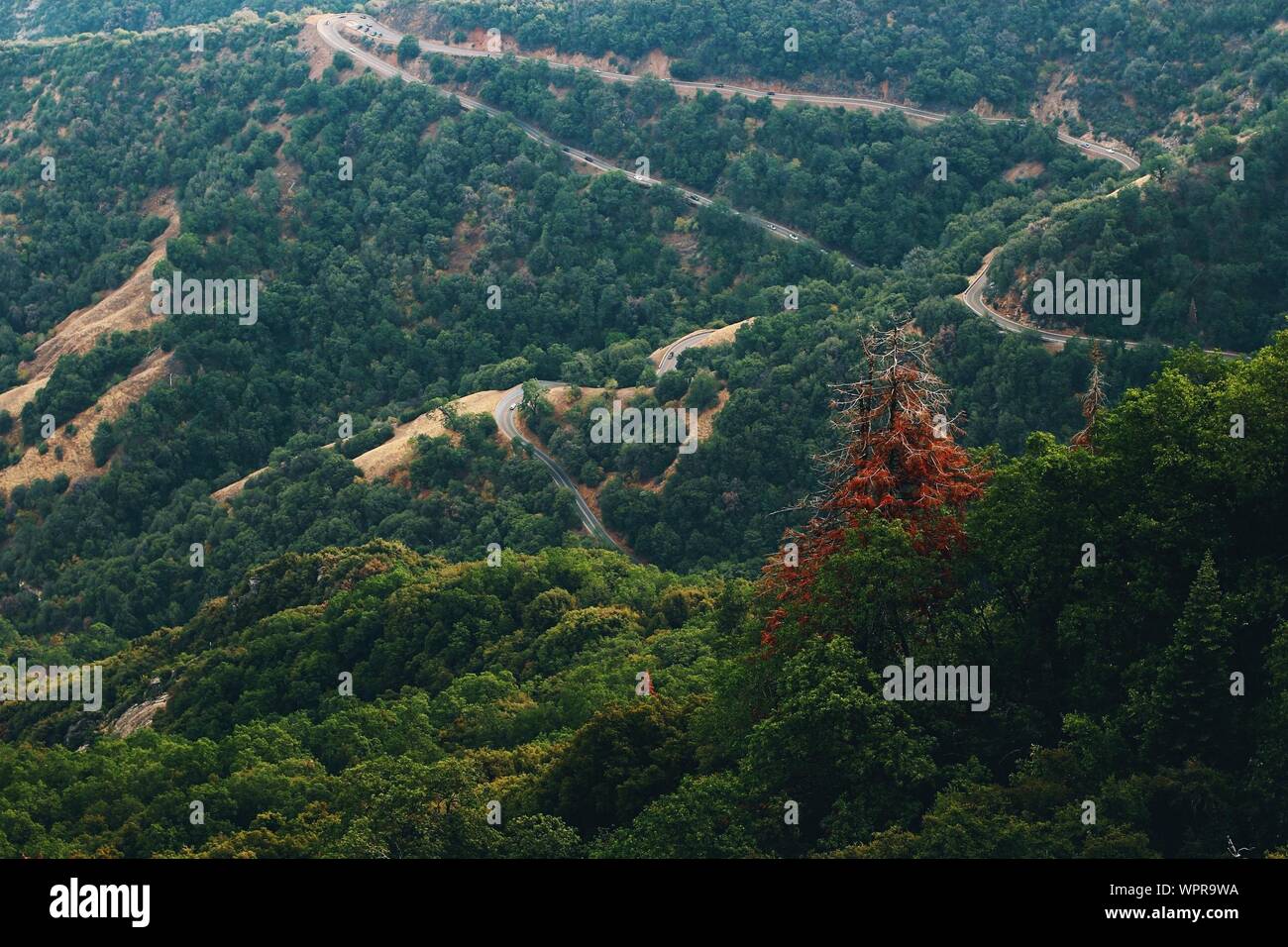 Sequioa national park hi-res stock photography and images - Alamy