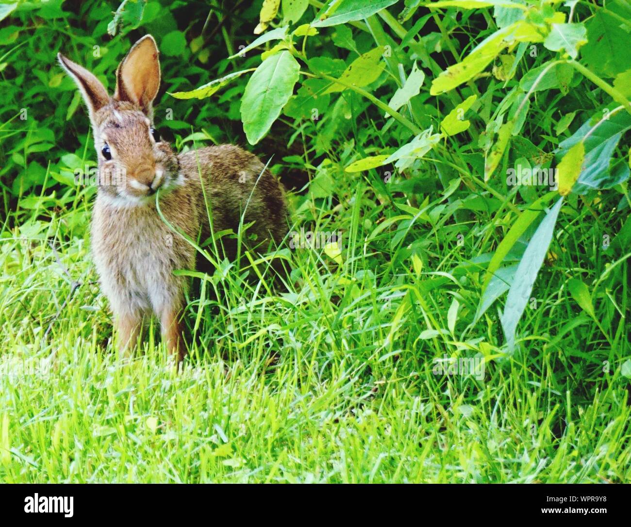 Rabbit Standing High Resolution Stock Photography and Images - Alamy