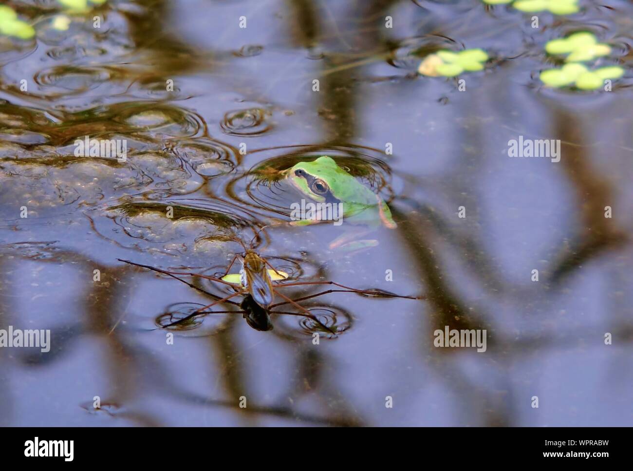 Lake turtle insect hi-res stock photography and images - Alamy