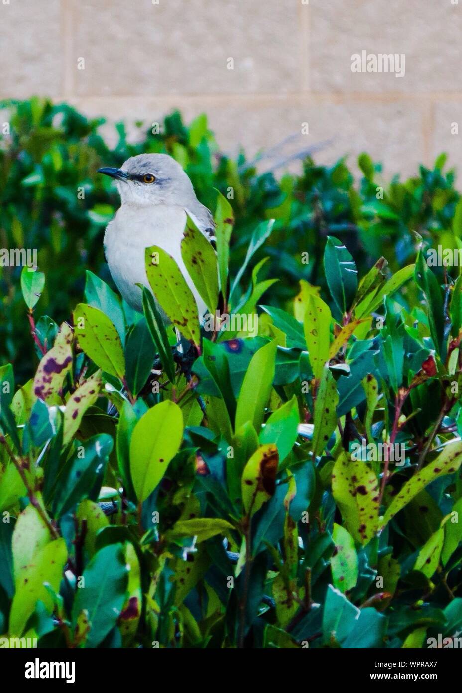 Bird with leaves hi-res stock photography and images - Alamy