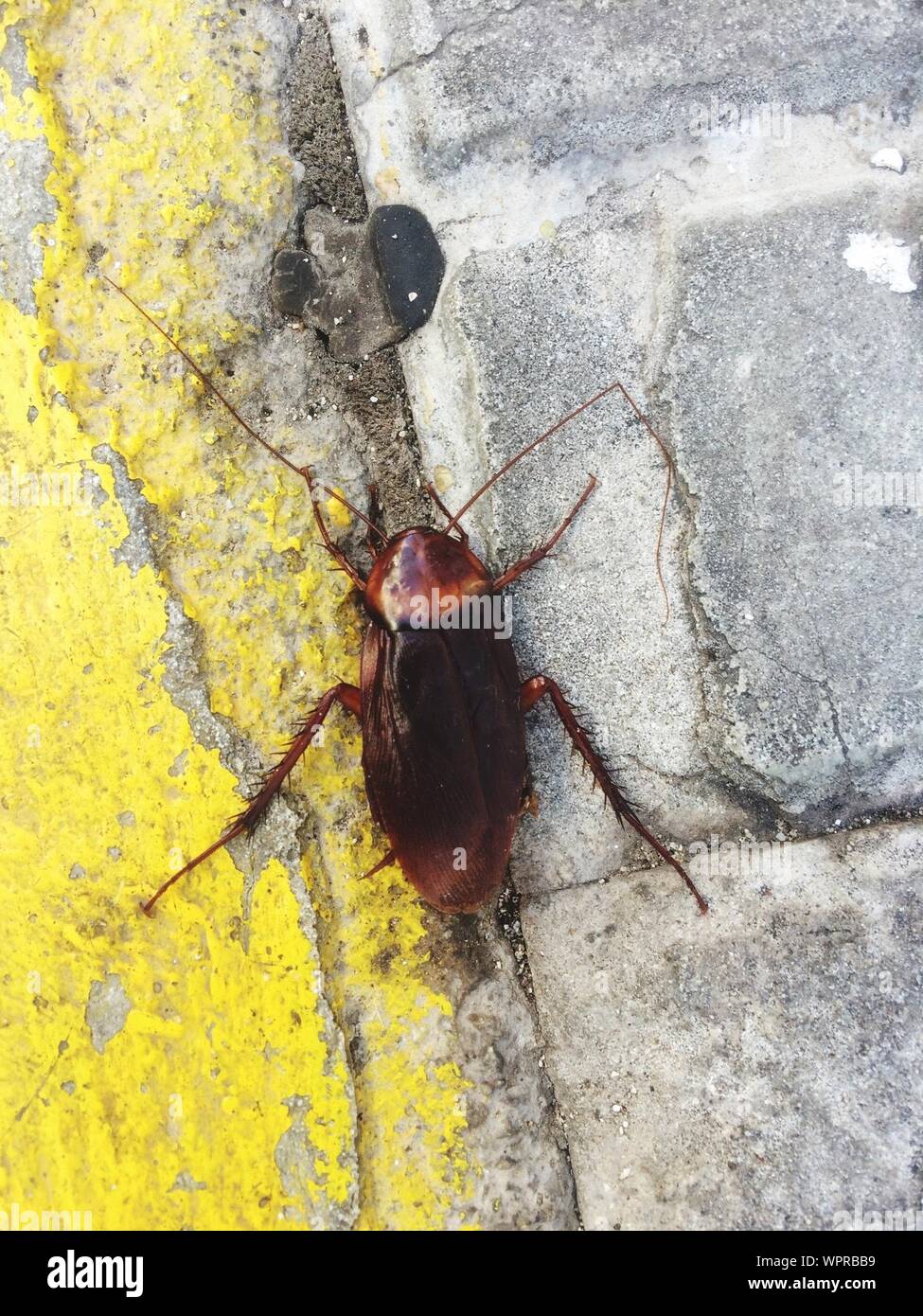 One cockroach hi-res stock photography and images - Alamy