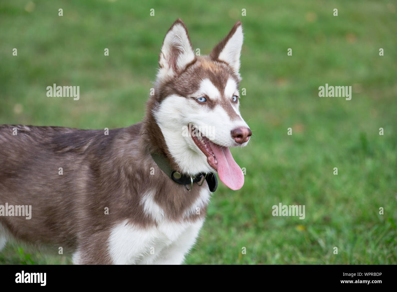 Cute siberian husky puppy is standing on a green grass in the park. Pet ...