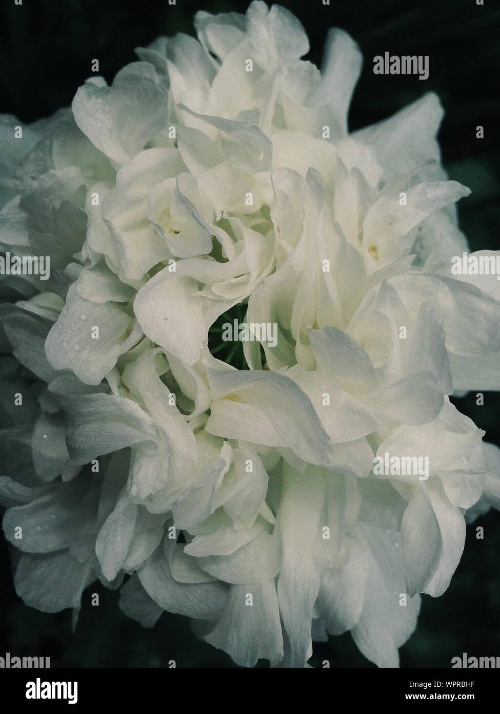 White Poppy High Resolution Stock Photography and Images - Alamy