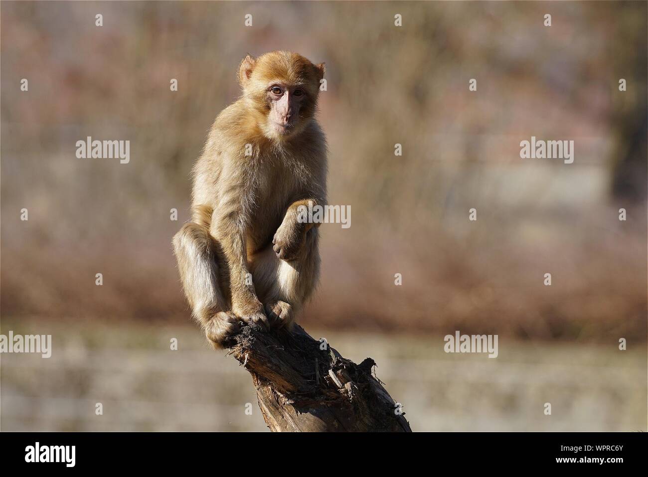 Dead Monkey High Resolution Stock Photography and Images - Alamy