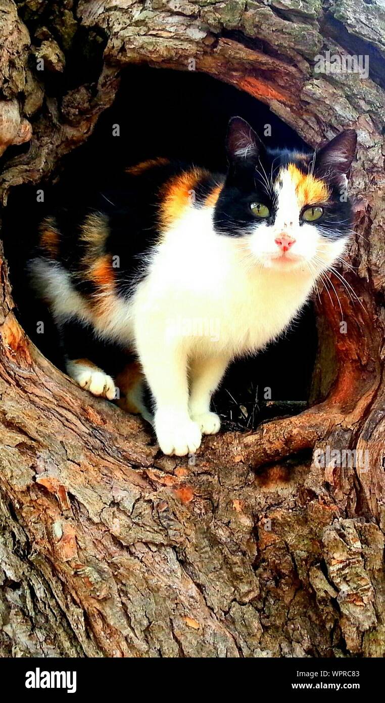 Stray cat on tree hi-res stock photography and images - Alamy