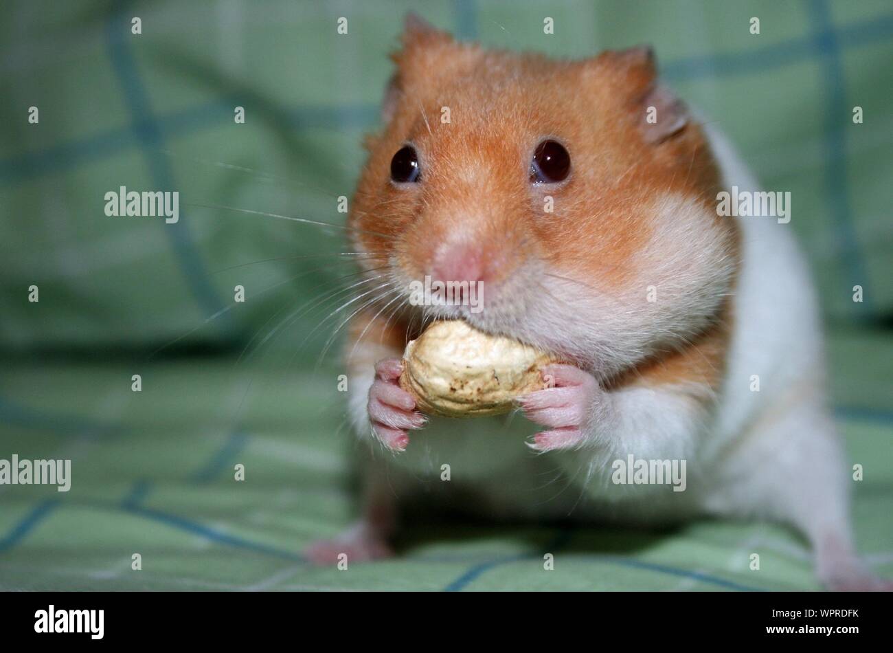 Close-up Portrait Of Hamster Eating Food Stock Photo - Alamy