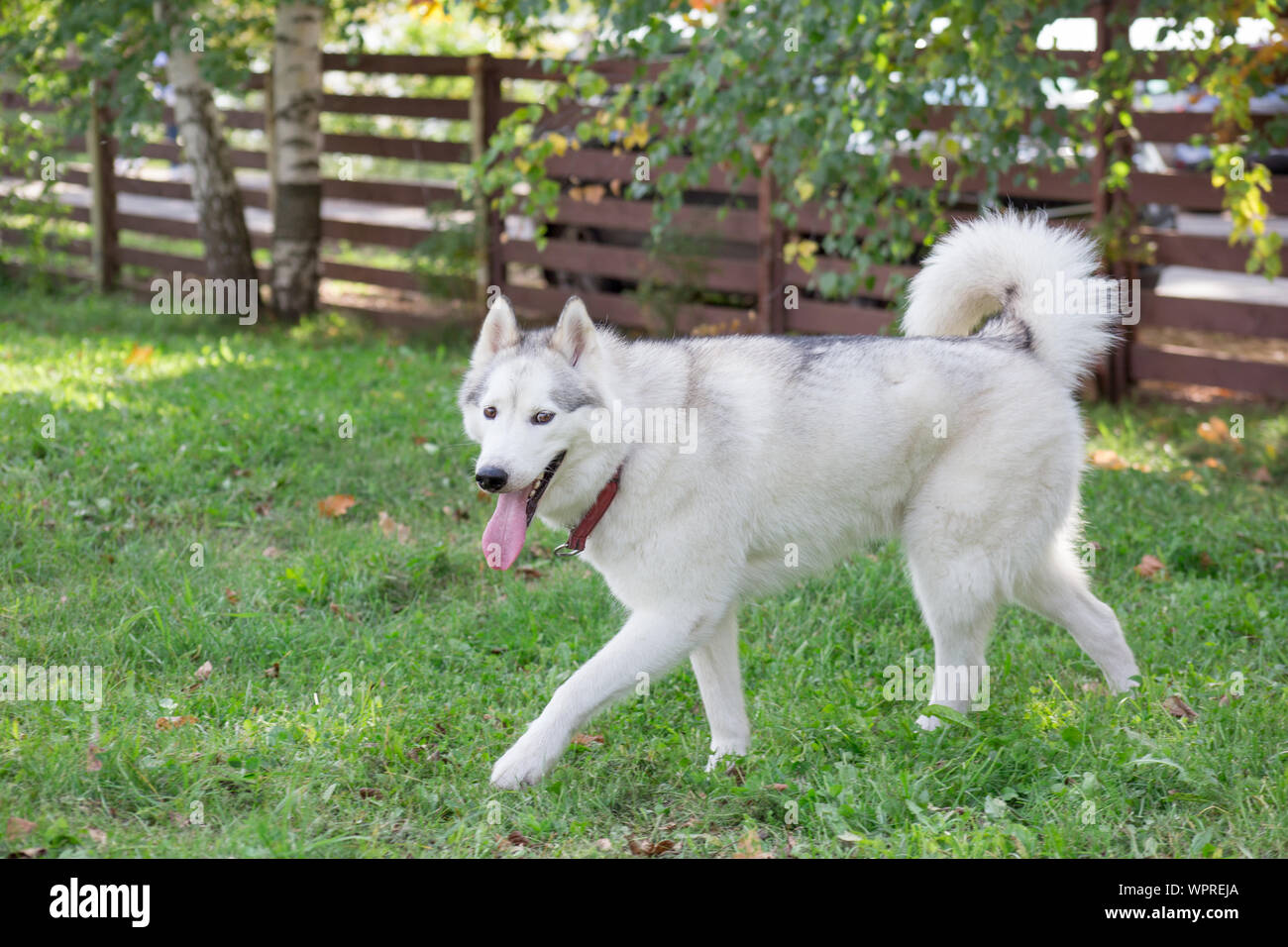 Full Grown White Husky