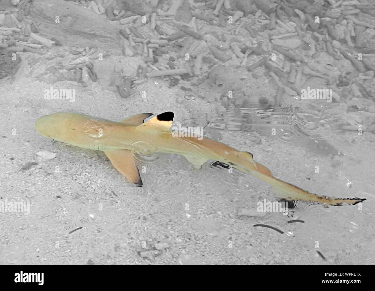 Shark water hi-res stock photography and images - Alamy