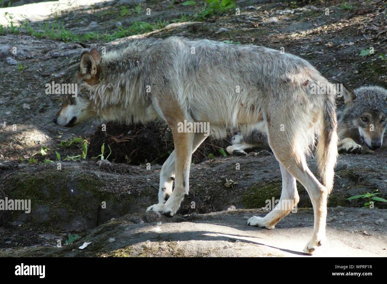 Rock wolf hi-res stock photography and images - Alamy
