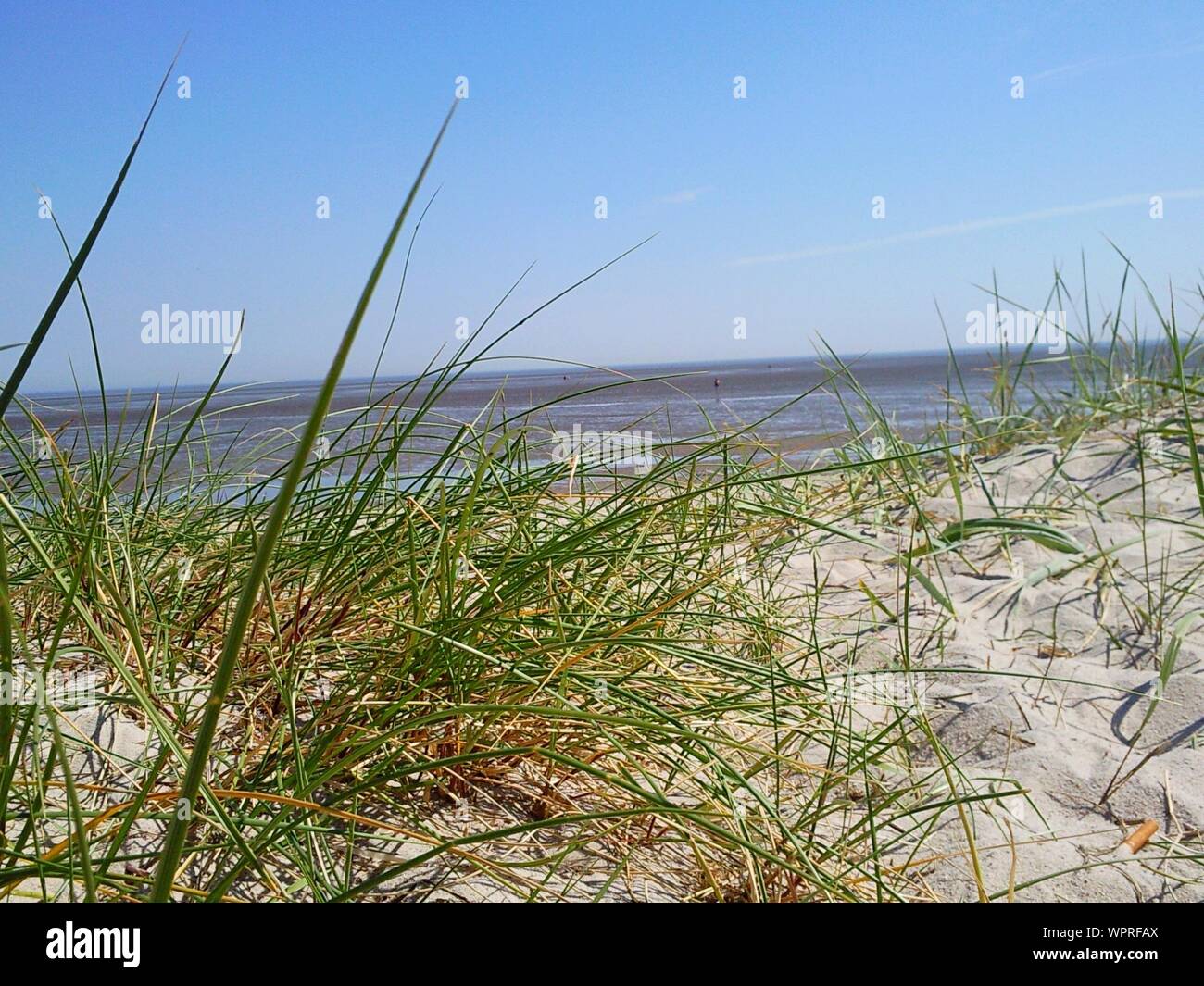 Sandy beach plants hi-res stock photography and images - Alamy