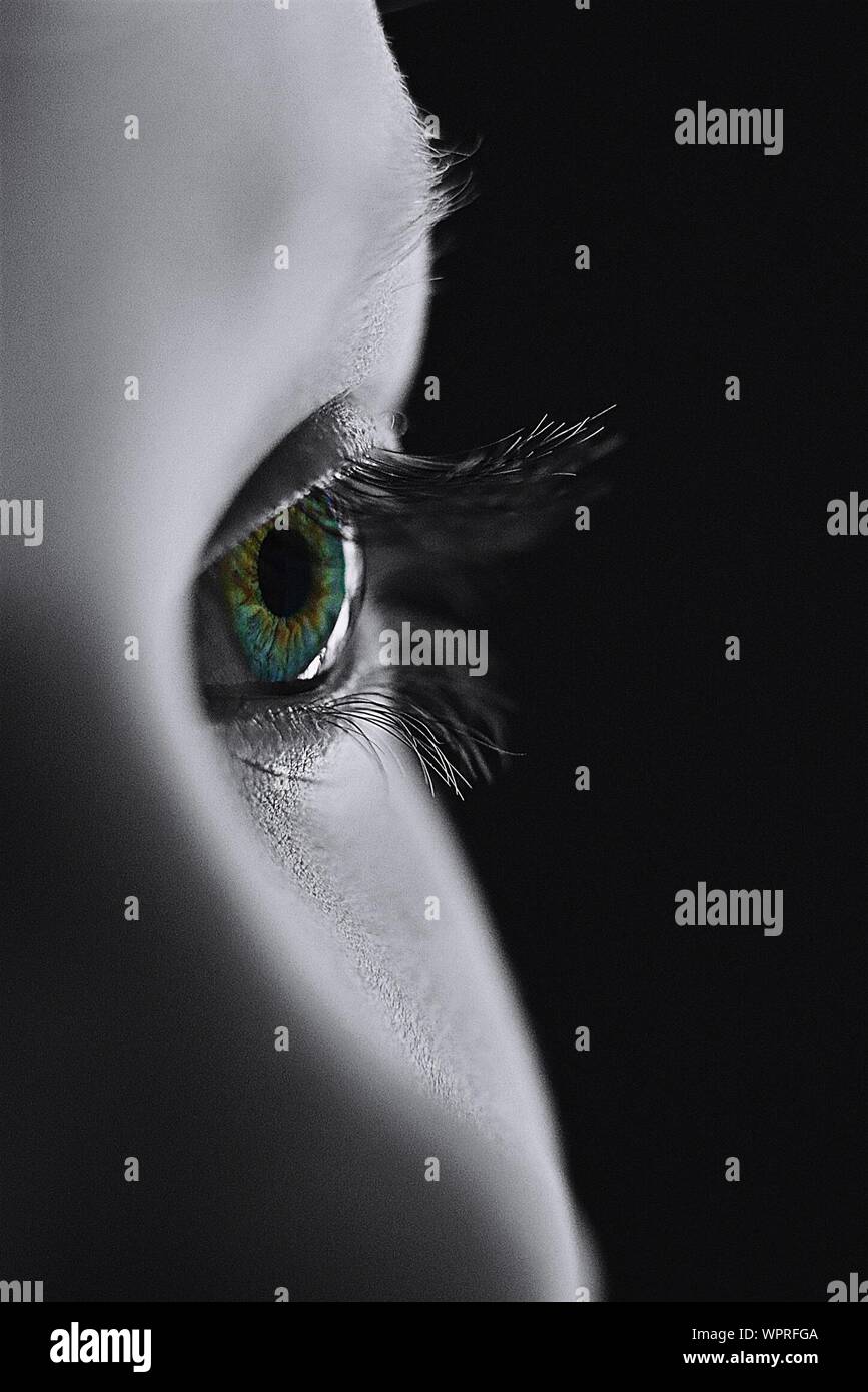 Human Eye Black Eyebrow High Resolution Stock Photography and Images ...