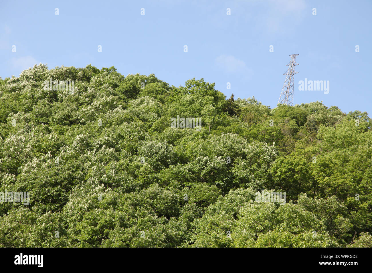 early summer green trees and tower in blue sky in Japan Stock Photo - Alamy