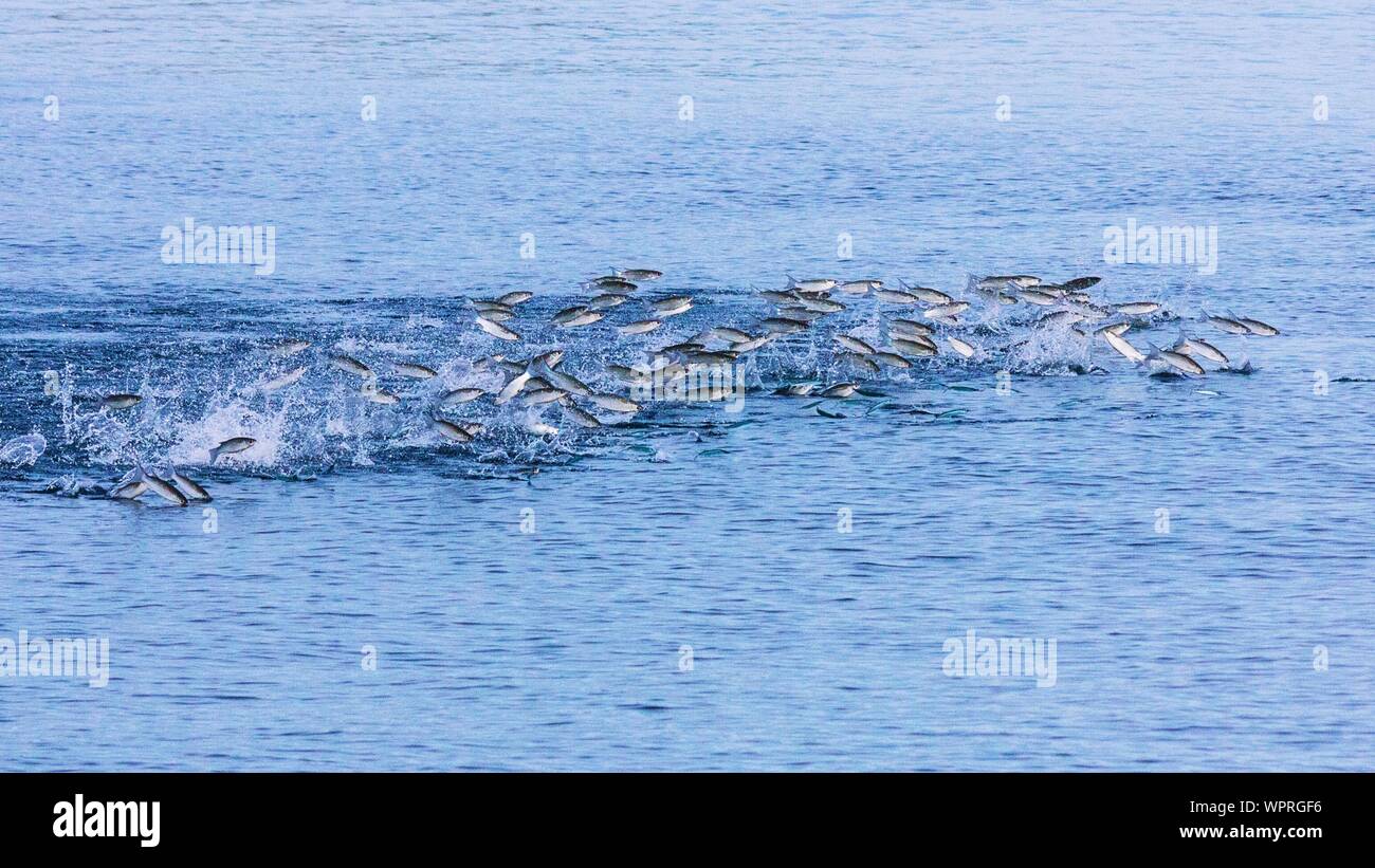Fish jumping hi-res stock photography and images - Alamy